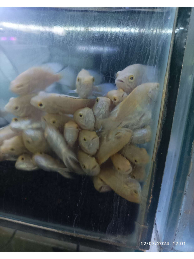 Contoh Ikan Hias Putih | PDF