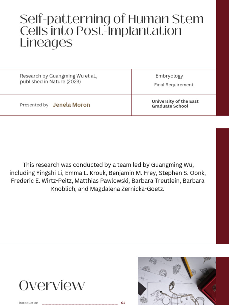 Research Summary | PDF | Cell Potency | Embryo