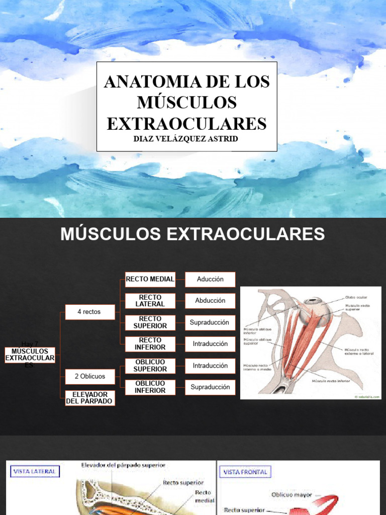 ANATOMIA DE LOS MÚSCULOS EXTRAOCULARES Astrid | PDF | Ojo humano ...