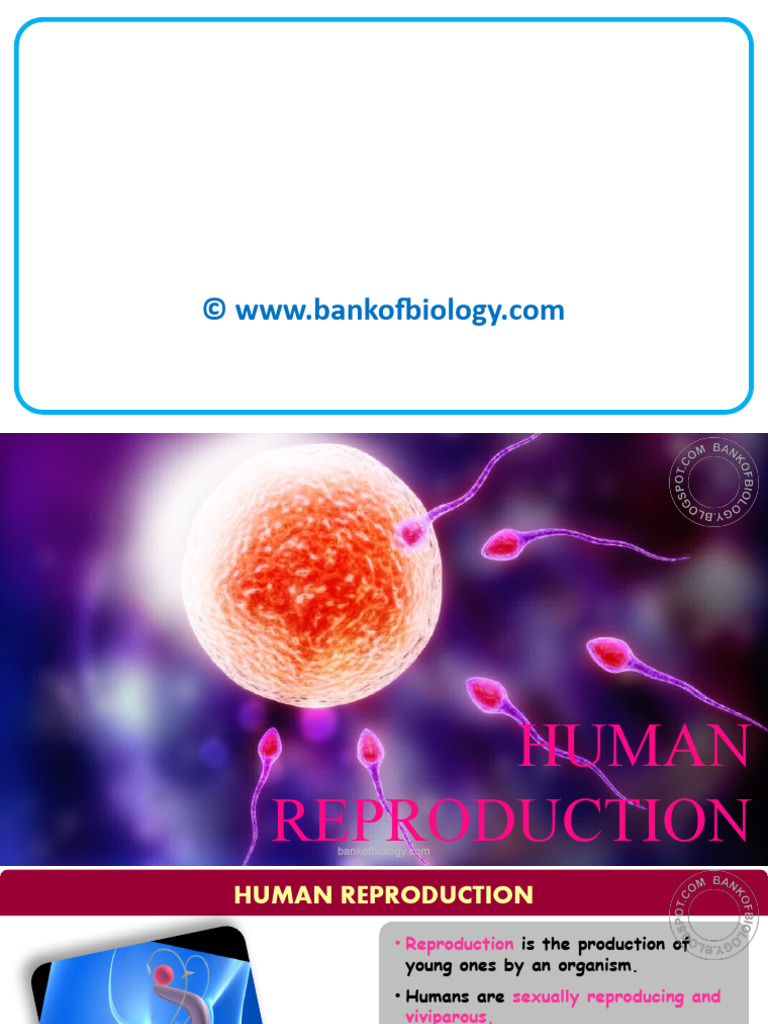 Human Reproductive System Overview | PDF | Testicle | Genitourinary System