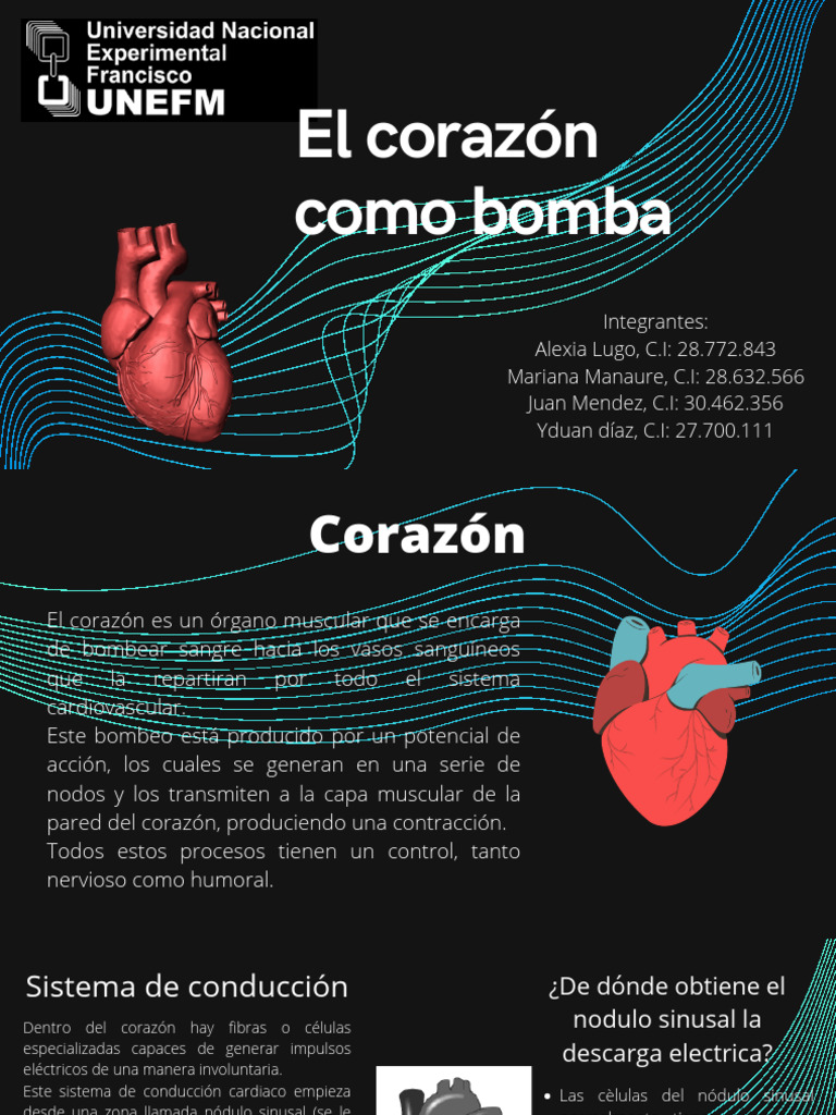 Corazón Como Bomba | PDF | Corazón | Ventrículo (corazón)