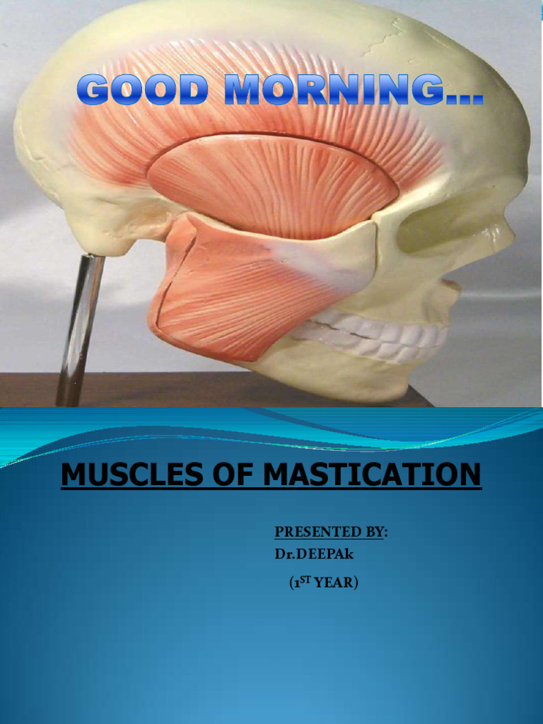 muscles of mastication | PDF | Human Head And Neck | Musculoskeletal System