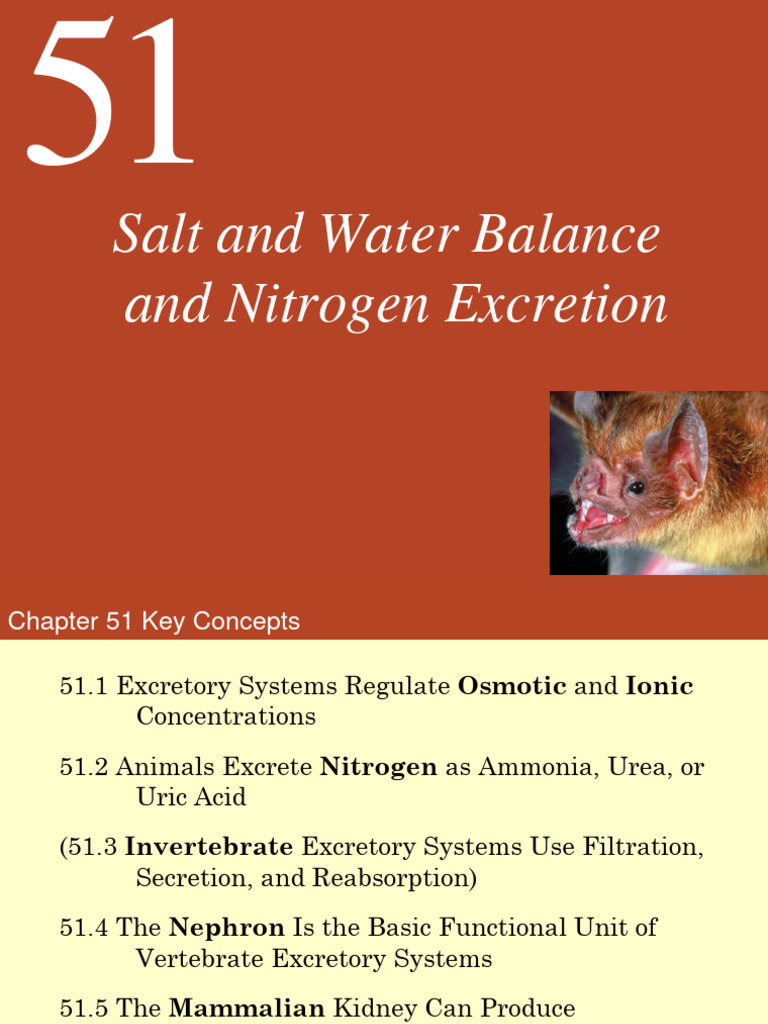 51-Salt and Water Balance and Nitrogen Excretion | PDF | Kidney ...