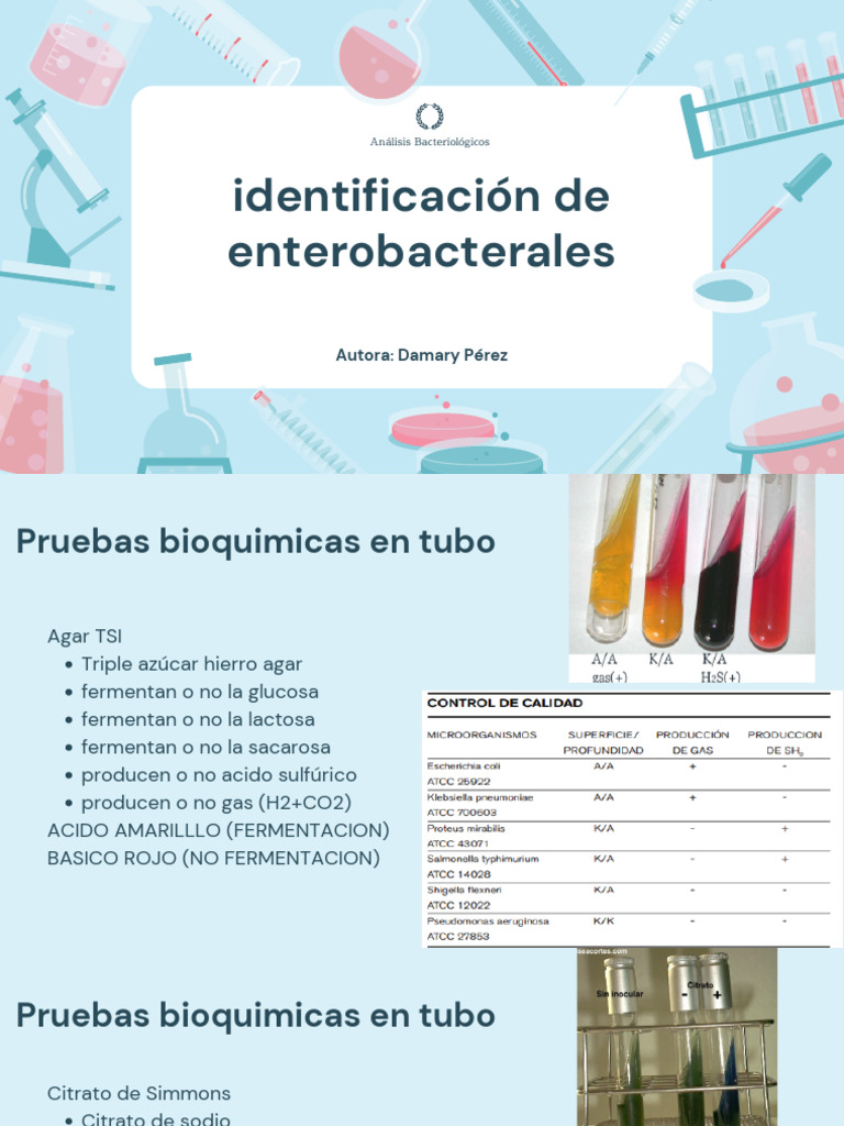 Identificación de enterobacteriales | PDF
