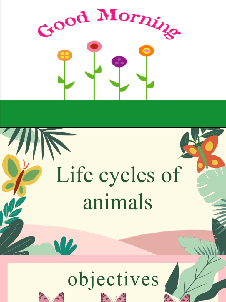 Life Cycle of Animals | PDF