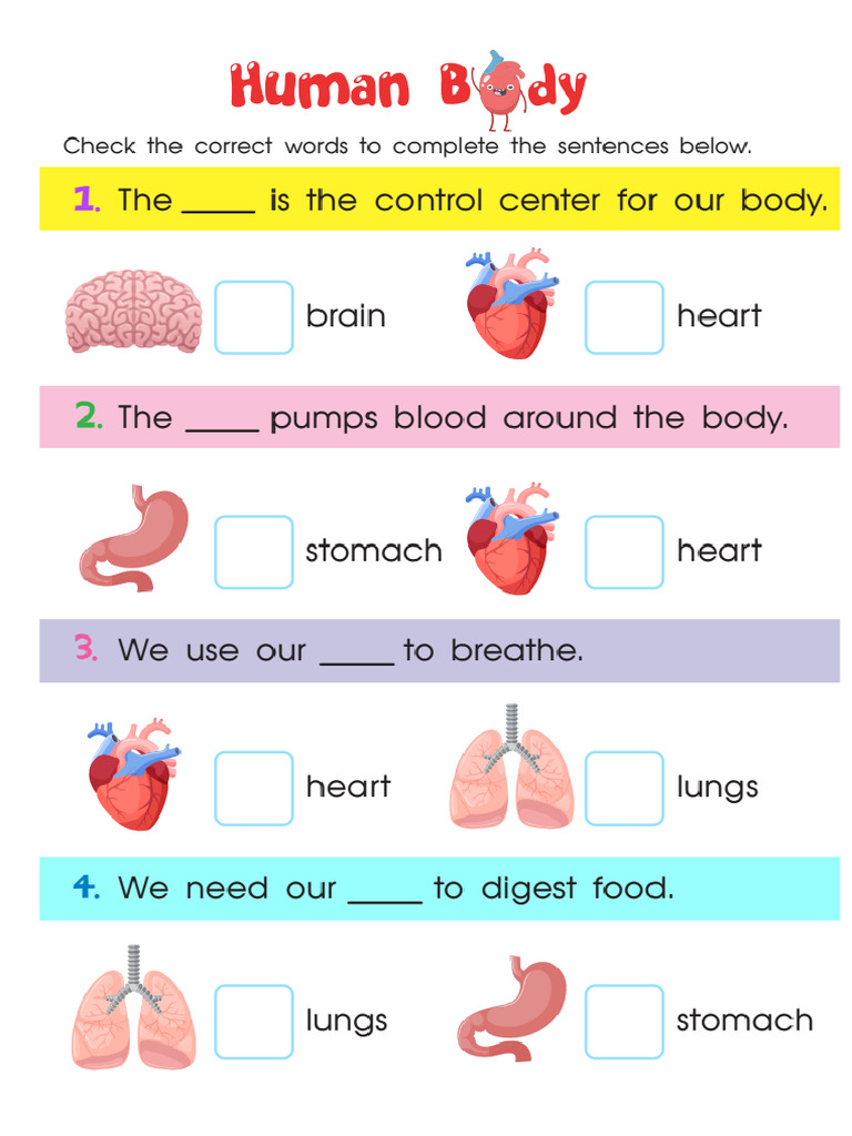 01 Body Organ 1 | PDF