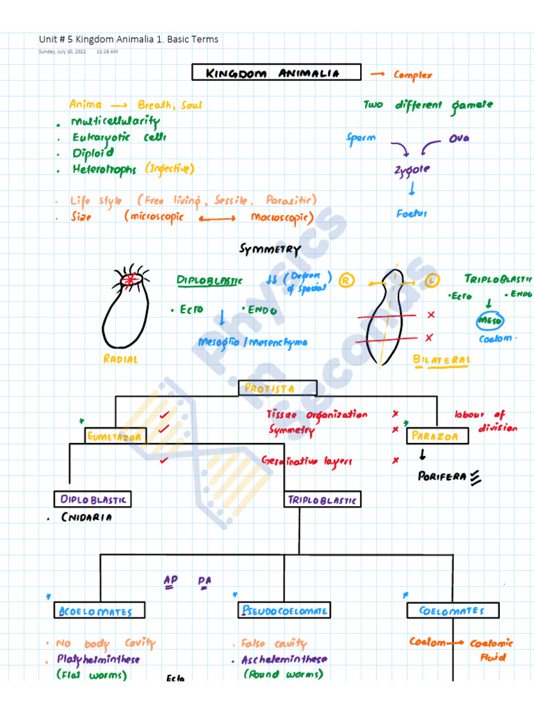 Animalia MDCAT Aspirant | PDF