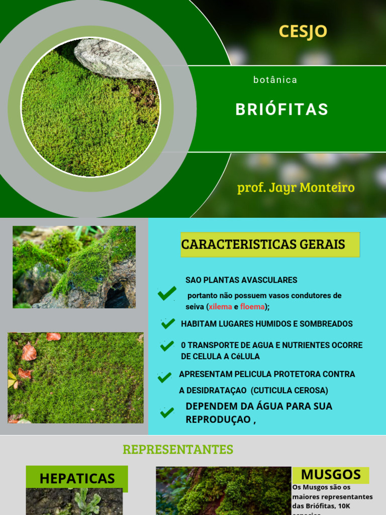 Briófitas | PDF | Musgo | Plantas
