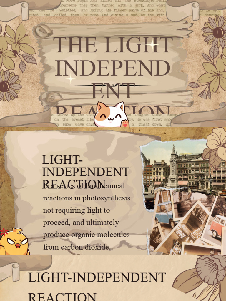 The Light Independent Reaction | PDF | Photosynthesis | Biochemistry