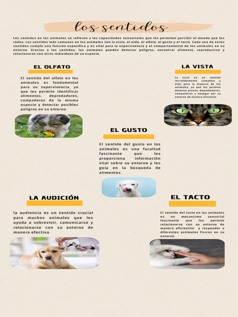 Infografía de Los Sentidos | PDF | Sentidos | Gusto