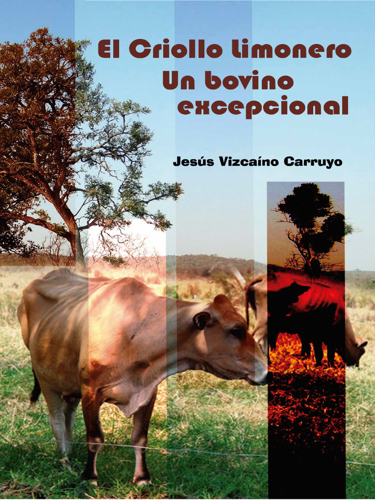 Criollo Limonero: Raza Bovina Venezolana | PDF