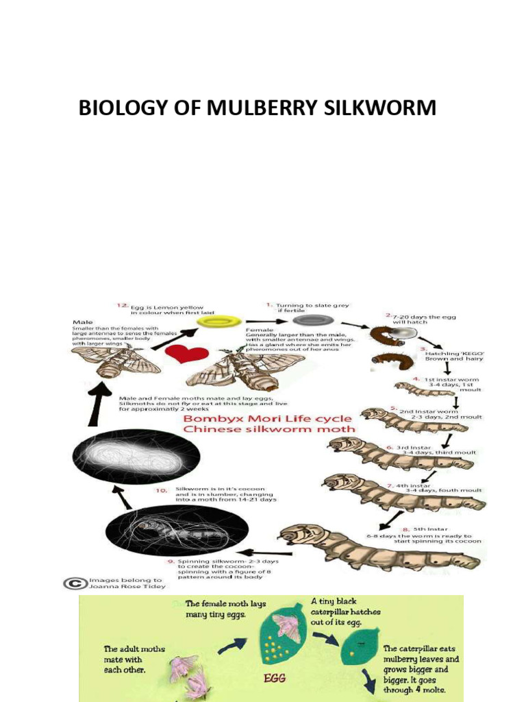 Biology Of Mulberry Silkworm Pdf