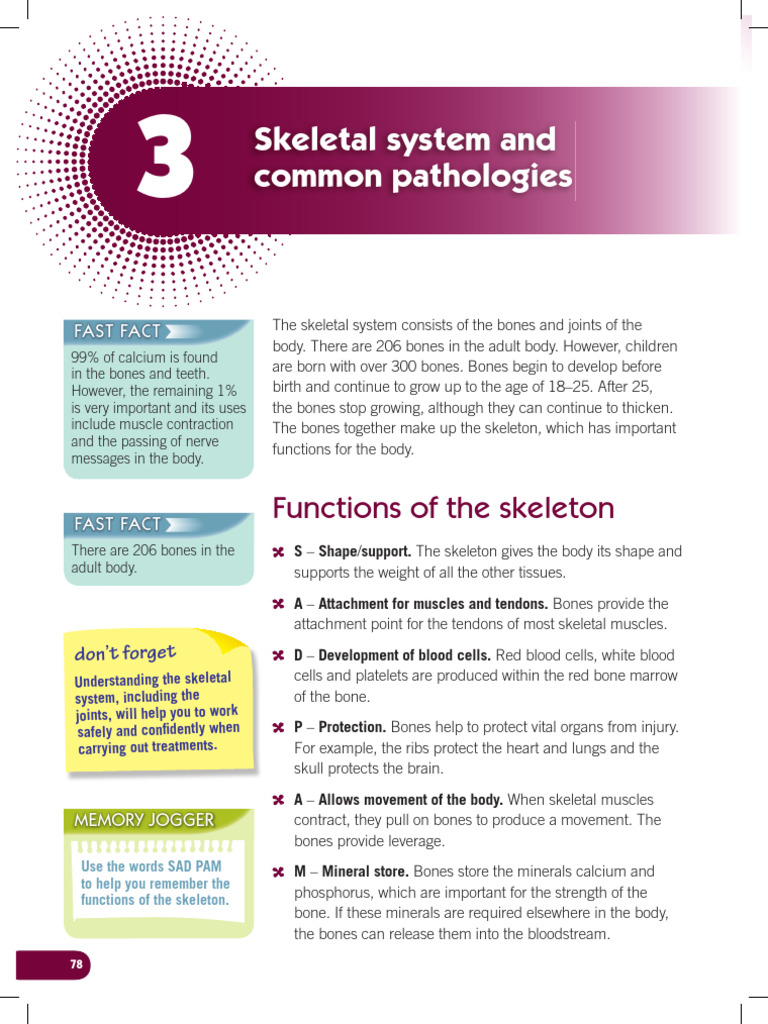 Skeletal System and Common Pathologies | PDF | Vertebral Column | Foot