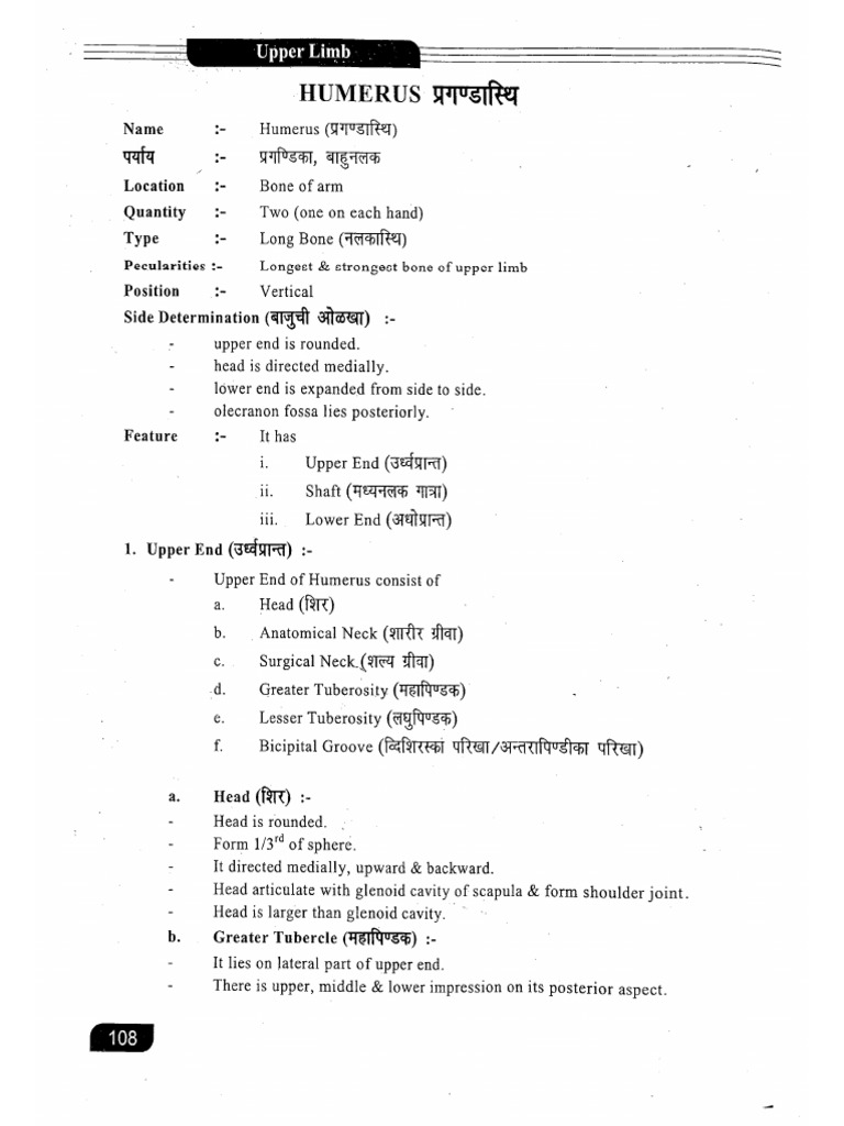 Humerus Notes | PDF