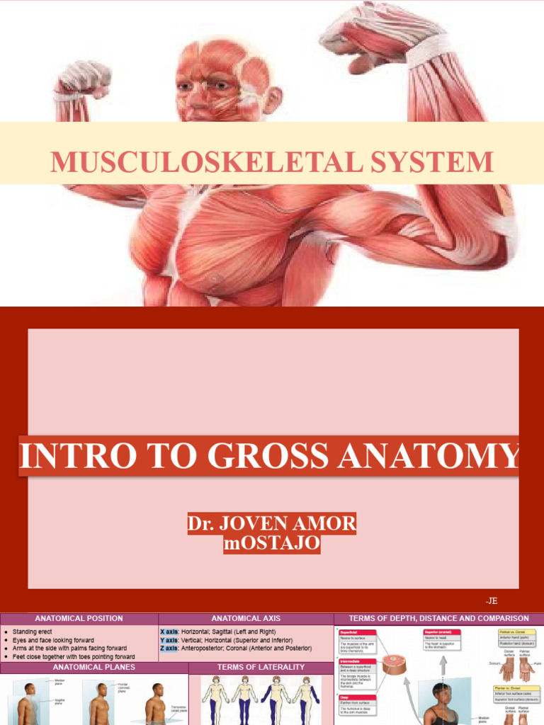 Musculoskeletal System | PDF | Vertebra | Elbow