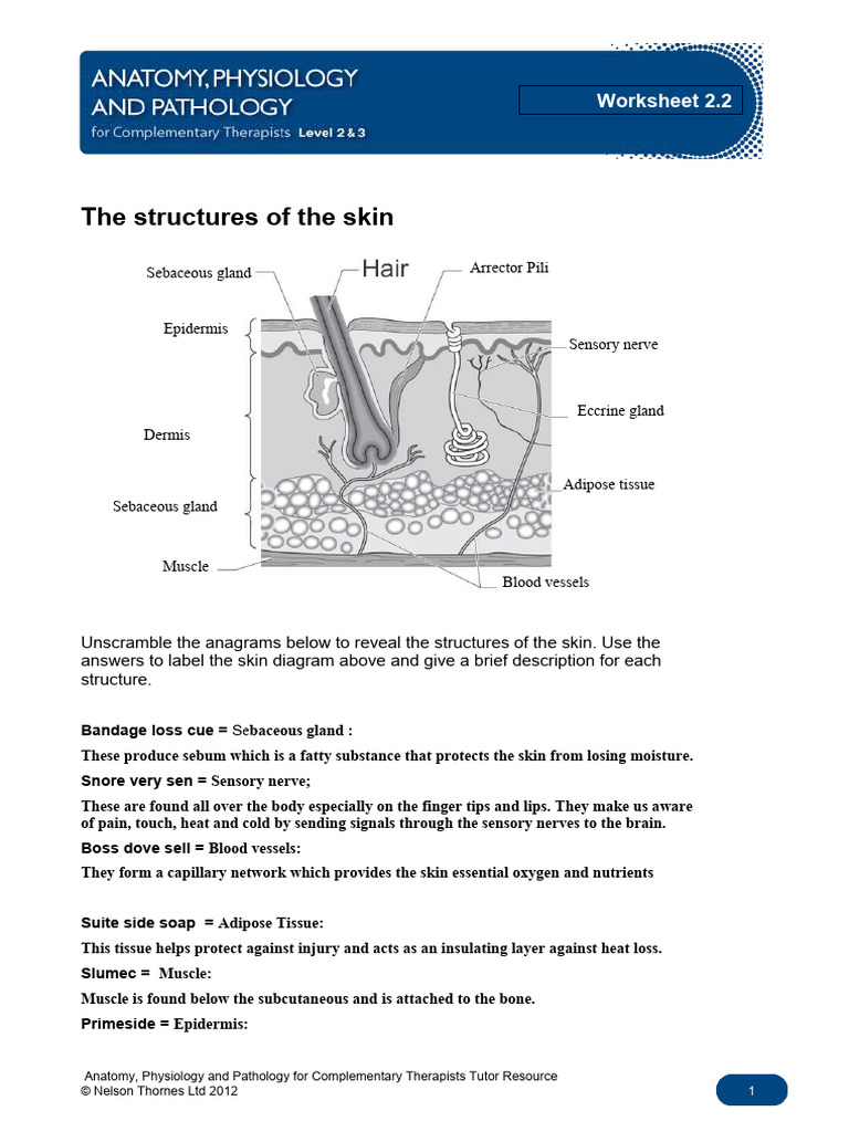 Worksheet 2.2 Skin Hair and Nails | PDF | Skin | Anatomy