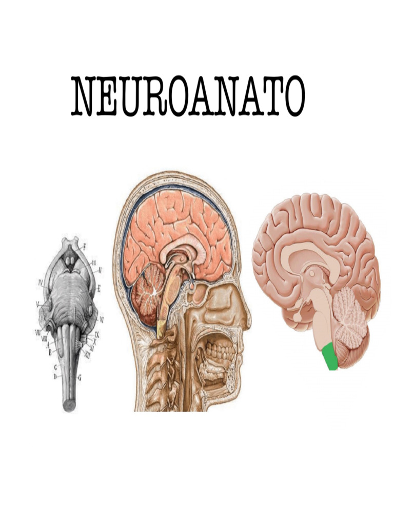Neuroanatomía del Cerebro y Cerebelo | PDF | Cerebelo | Médula espinal