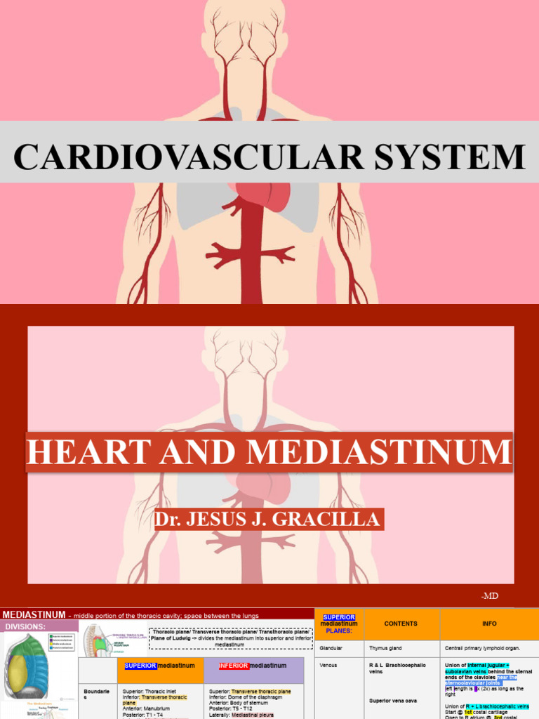 Cardiovascular System | PDF | Atrium (Heart) | Heart