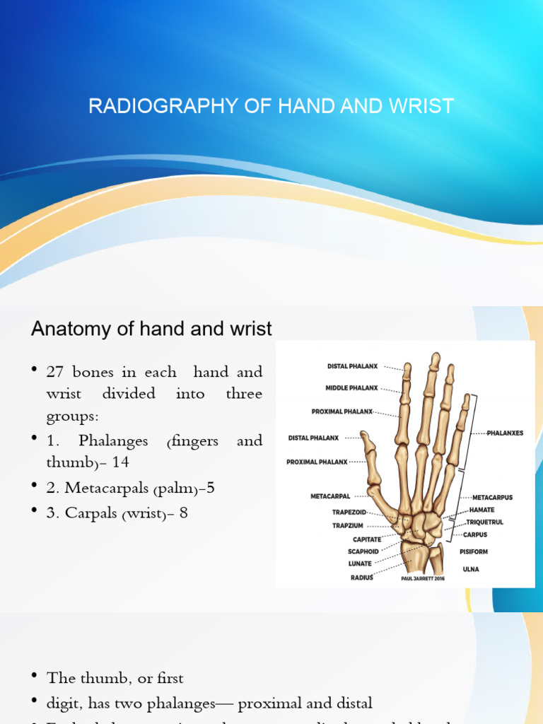 Oblique Wrist and Hand Anatomy Guide | PDF | Hand | Thumb