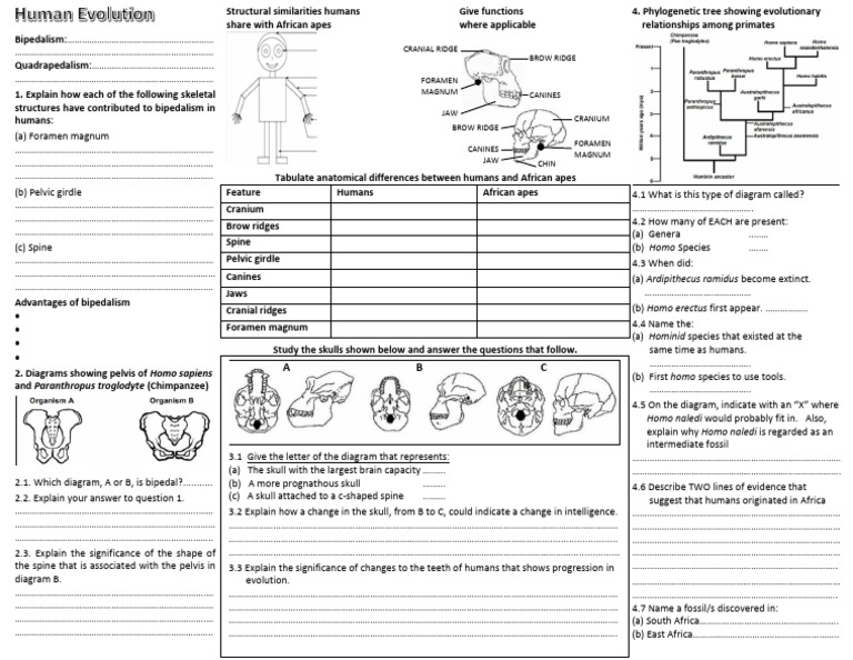 19.1 Evolution ONE PAGER 3 of 3 | PDF | Homo | Evolution Of Primates