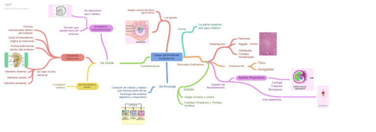 Capas Germinativas Endodermo | PDF | Epitelio | Embrión