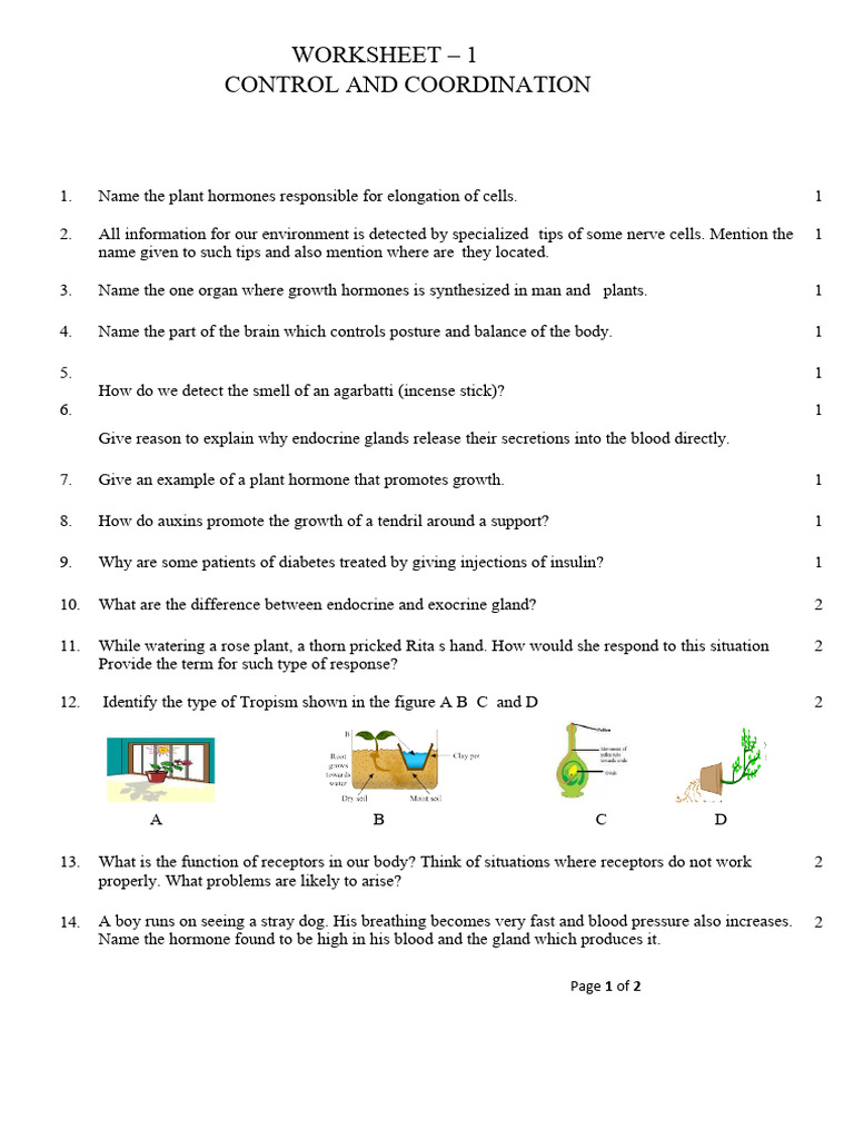Practice Worksheet 1 Control and Coordination Class X | PDF | Hormone ...
