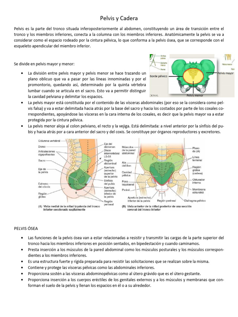 Pelvis Y Cadera Pdf Pelvis Articulación