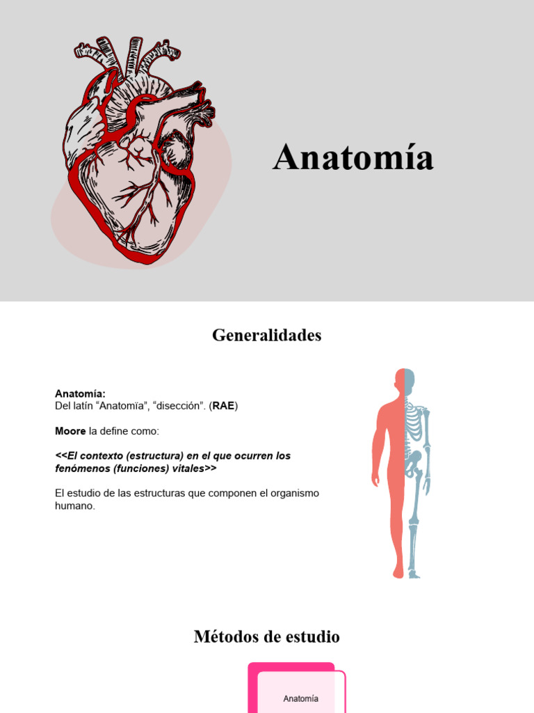 Clase de Anatomía #1 | PDF | Términos anatómicos de ubicación | Anatomía
