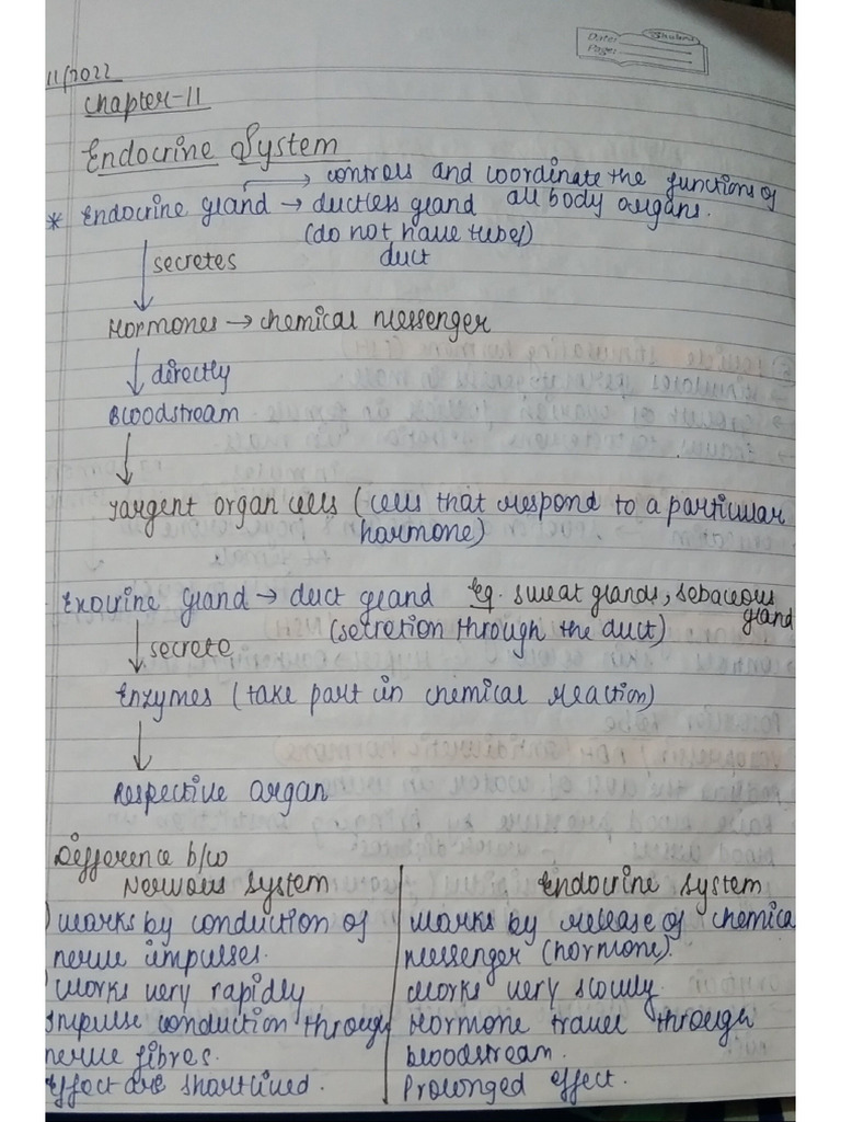 CH 11 Endocrine System Notes | PDF