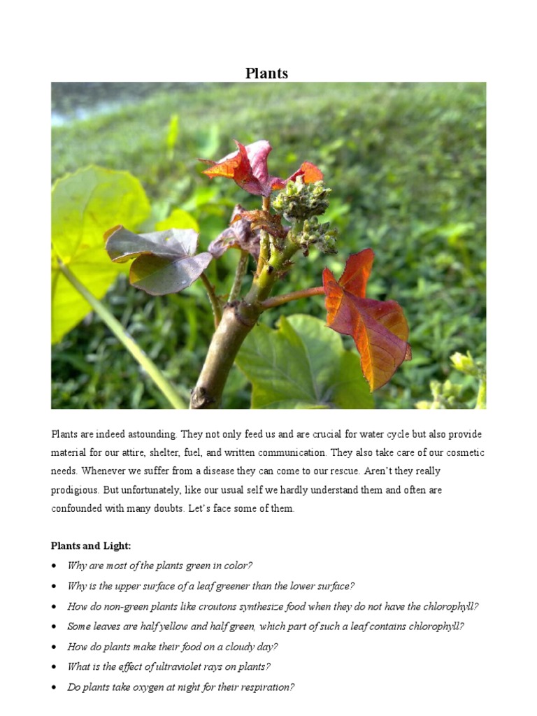 Understanding Plant Biology and Growth | PDF | Fruit | Photosynthesis