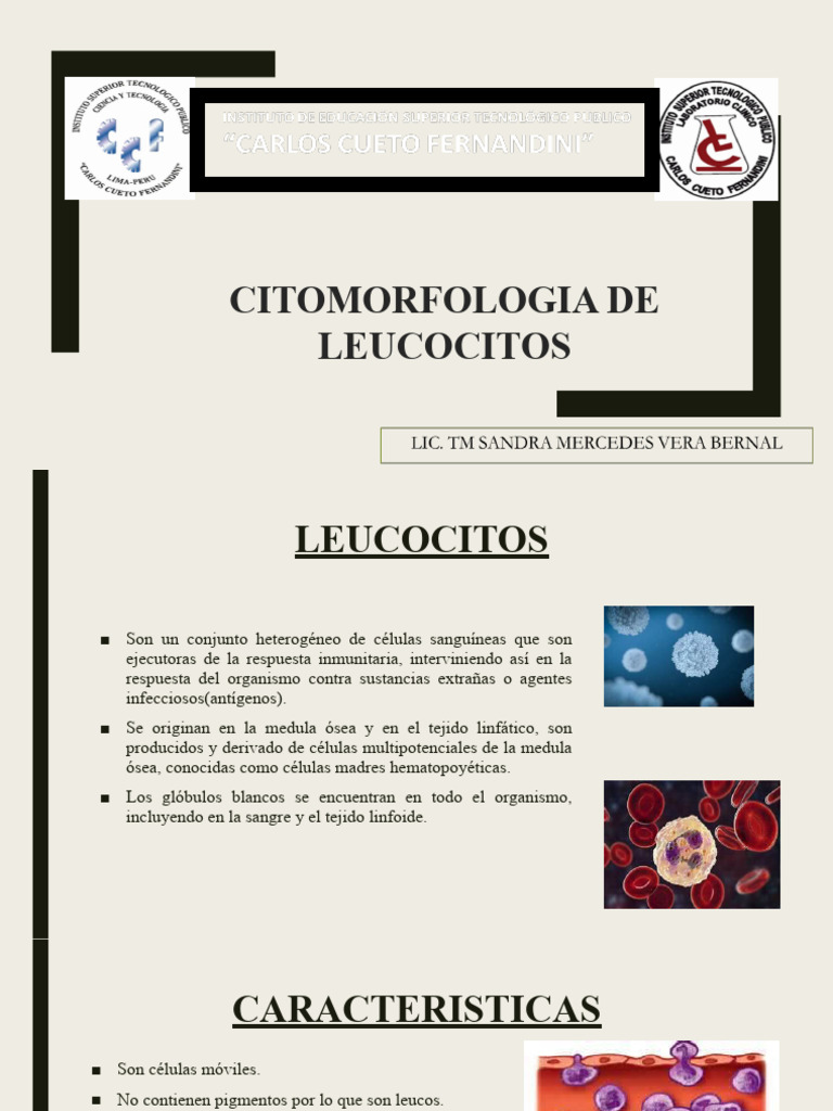 Citomorfologia de Leucocitos | PDF | Leucocito | Sistema inmune