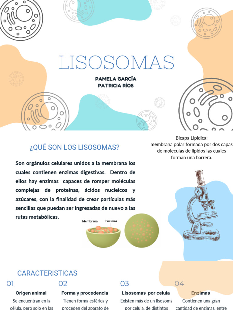 Lisosomas | PDF | Lisosoma | Biología Celular)