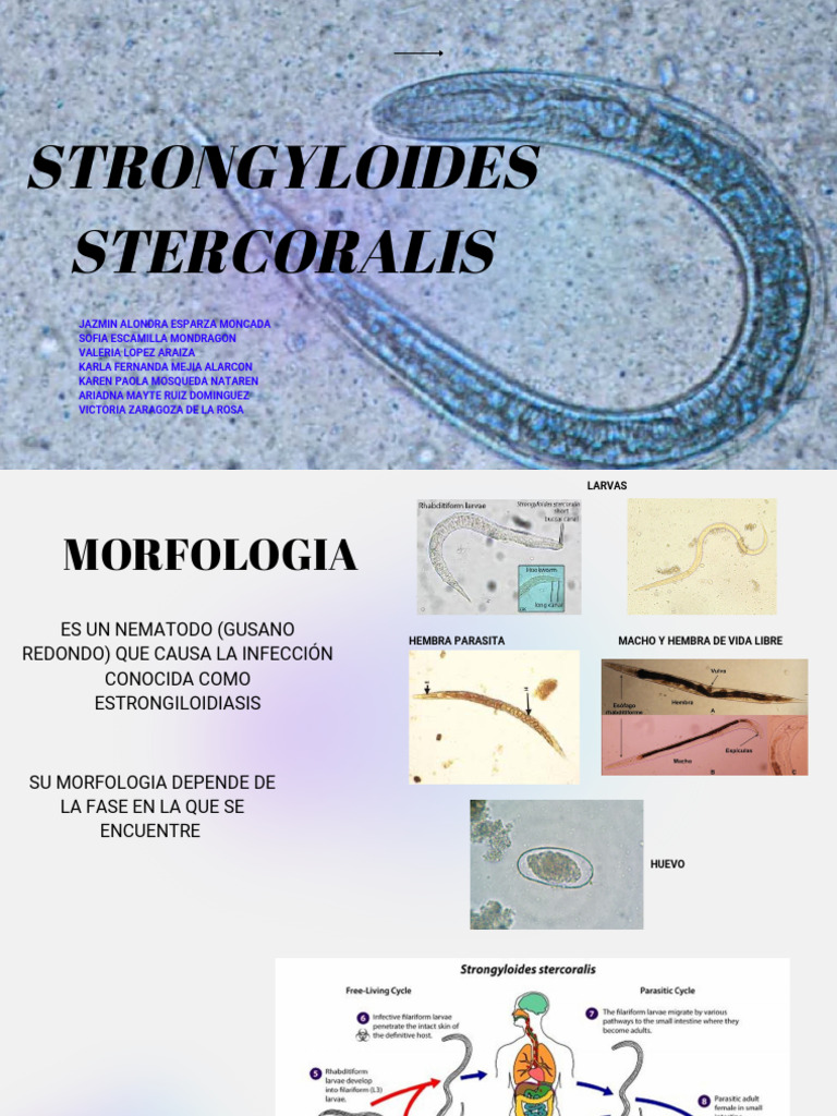 STRONGYLOIDES | PDF | Epidemiología | Medicina