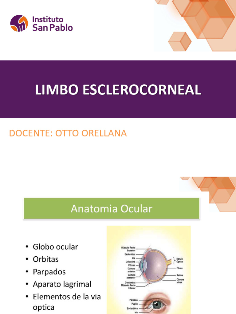 Limbo Esclero Corneal | PDF | Córnea | Epitelio