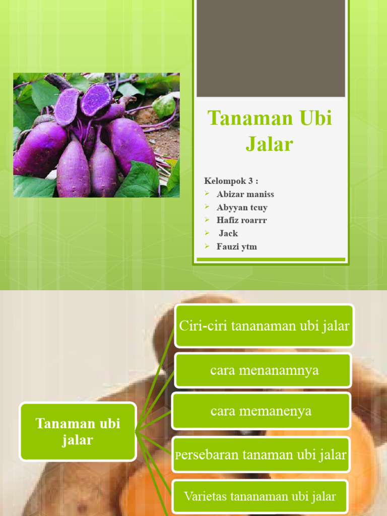 Tanaman Ubi Jalar | PDF