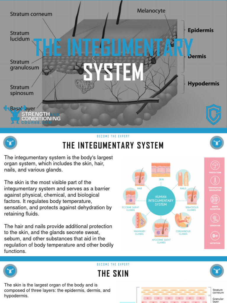 The Integumentary System | PDF | Skin | Integumentary System