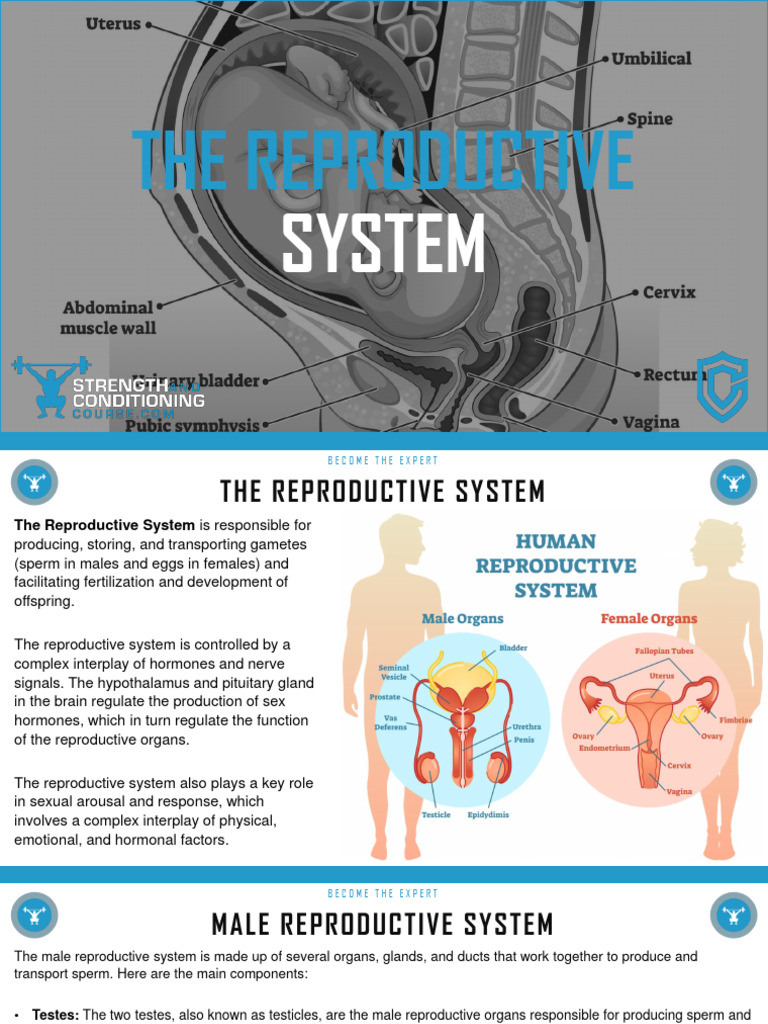 Overview of the Reproductive System | PDF | Menstrual Cycle ...