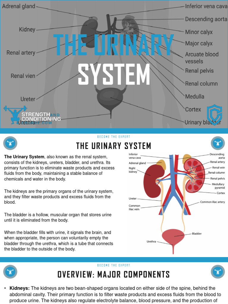 The Urinary System | PDF | Urination | Kidney