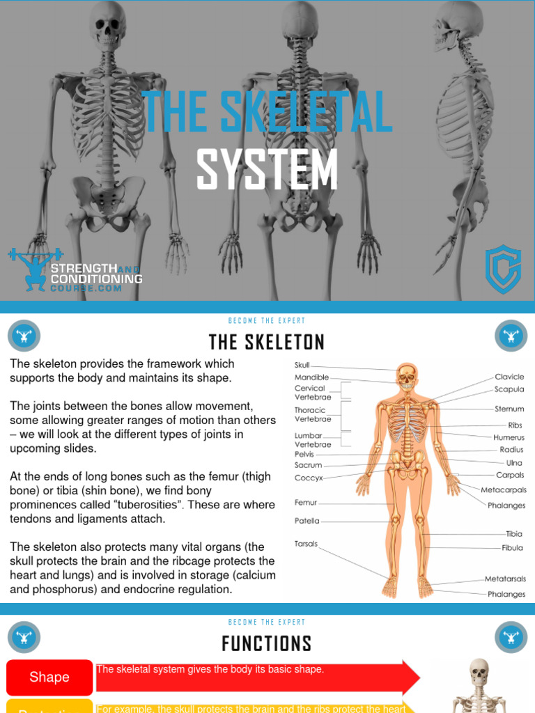 The Skeletal System | PDF | Anatomical Terms Of Motion | Bone