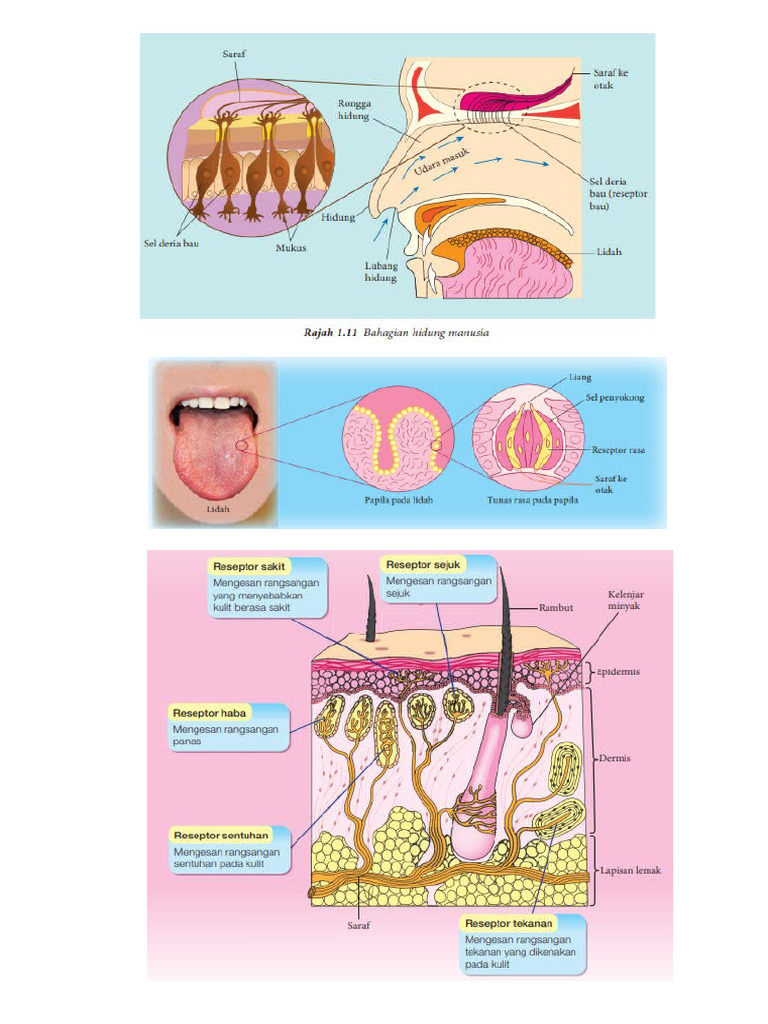 Gambar Hidung, Lidah Dan Kulit | PDF