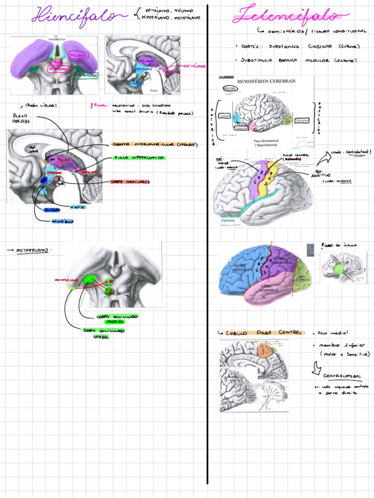 Neuro Anatomia | Download grátis PDF | Córtex cerebral | Órgão (anatomia)