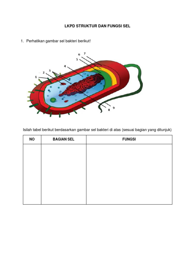 LKPD Struktur Dan Fungsi Sel | PDF | Sains & Matematika | Komputer