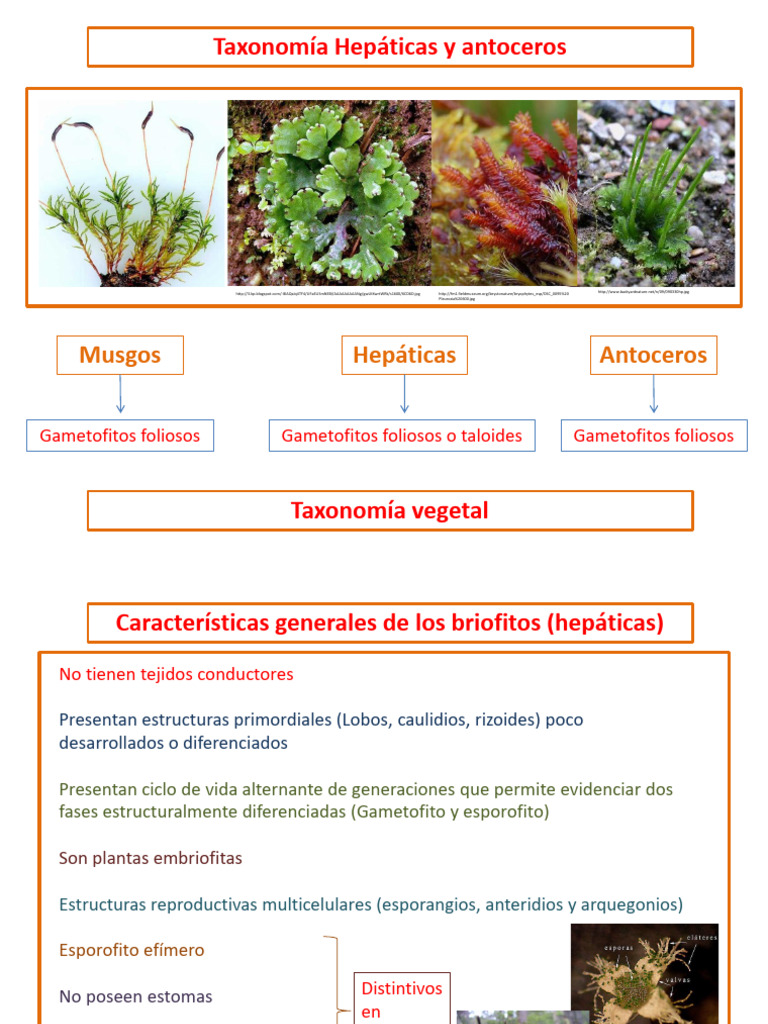 Taxonomía y Características de Hepáticas y Antoceros | PDF ...
