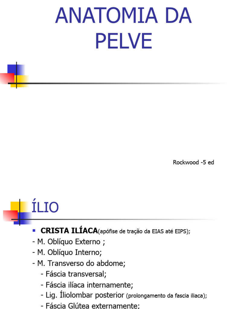 Anatomia Da Pelve | PDF | Pélvis | Anatomia