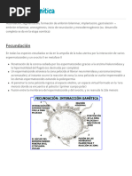 Origen Embrionario de Los Tejidos | PDF | Embrión | Biología del desarrollo