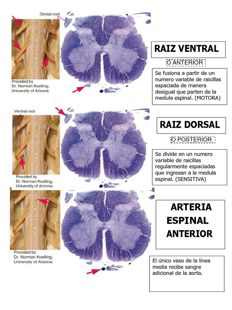 Micro Practica Placas | PDF | Médula espinal | Axon