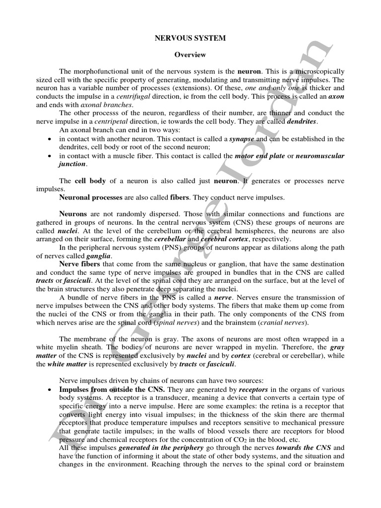 05 Nervous System Basics | PDF | Motor Neuron | Central Nervous System