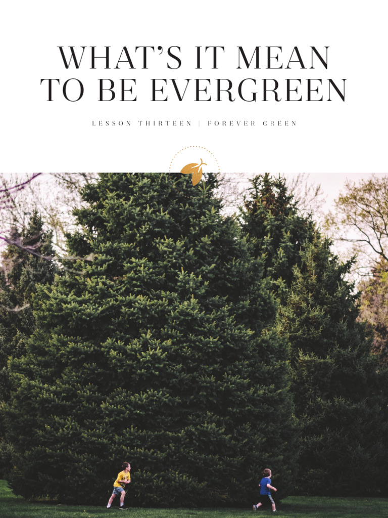 Understanding Evergreen Trees | PDF | Leaf | Trees