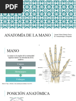 Anatomía de la Mano: Región Palmar y Dorsal | PDF | Mano | Anatomía humana