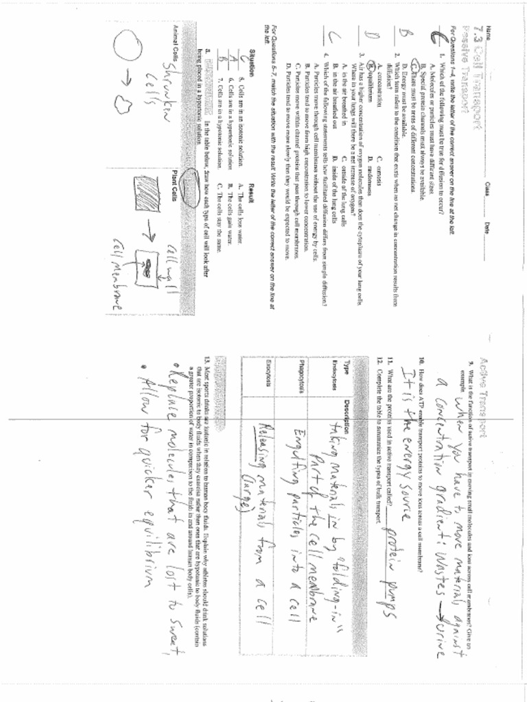 7.3 and 7.4 Worksheet Answer Key | PDF